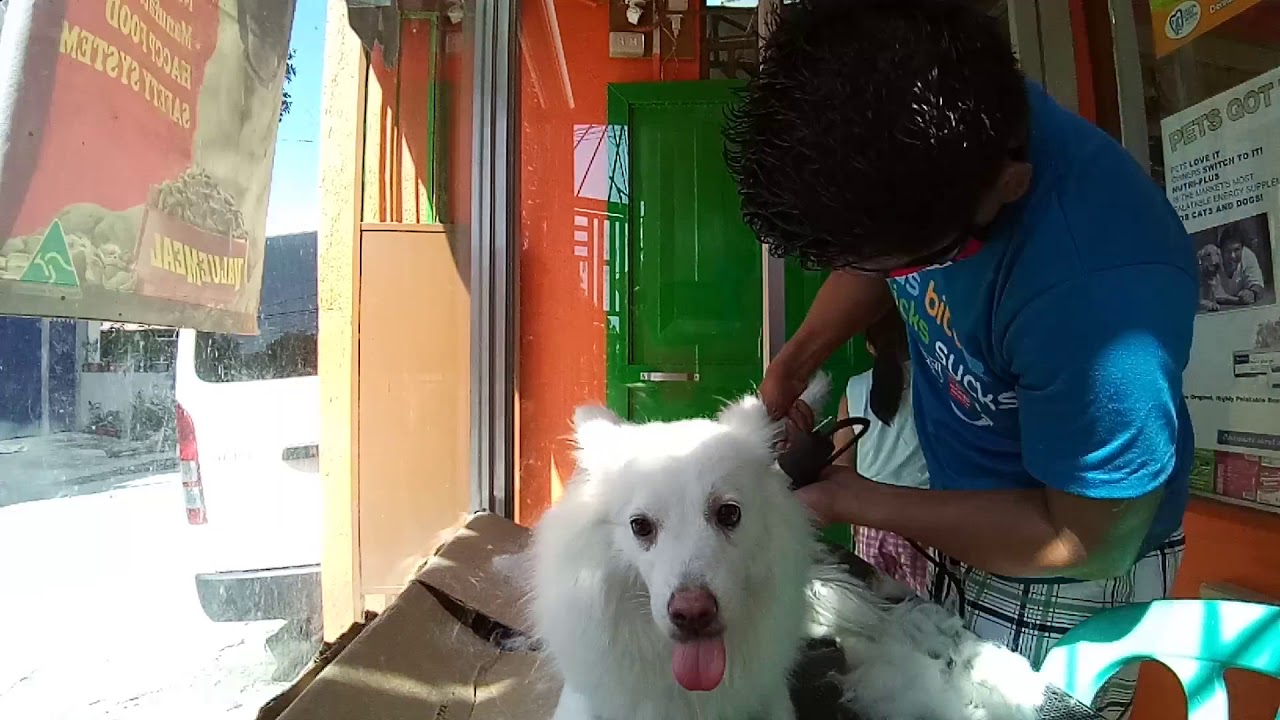 Lion Cut ( Japanese Spitz ) Dog Grooming (defective clipper cord ...