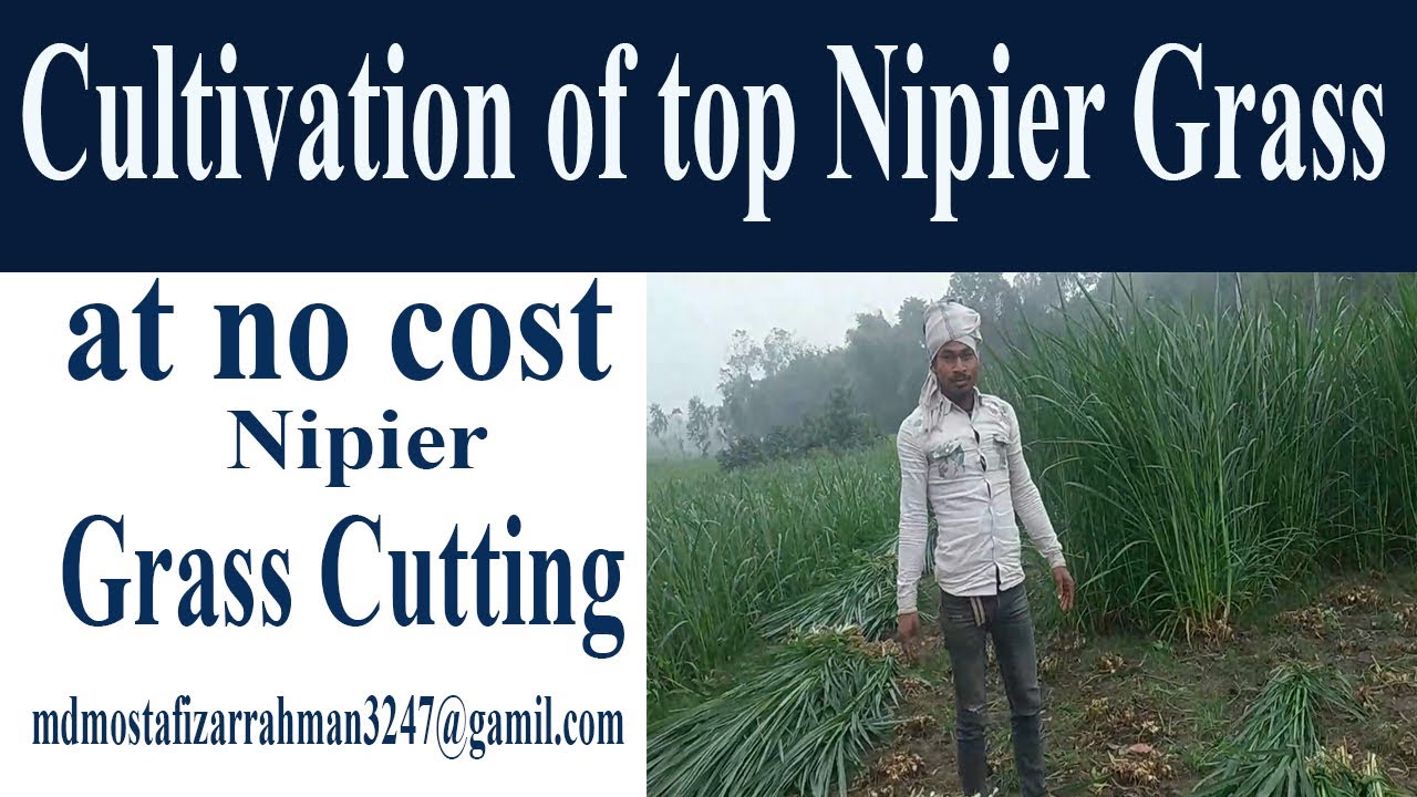Napier Grass Farming Fodder Grass Cultivation 2024 - YouTube