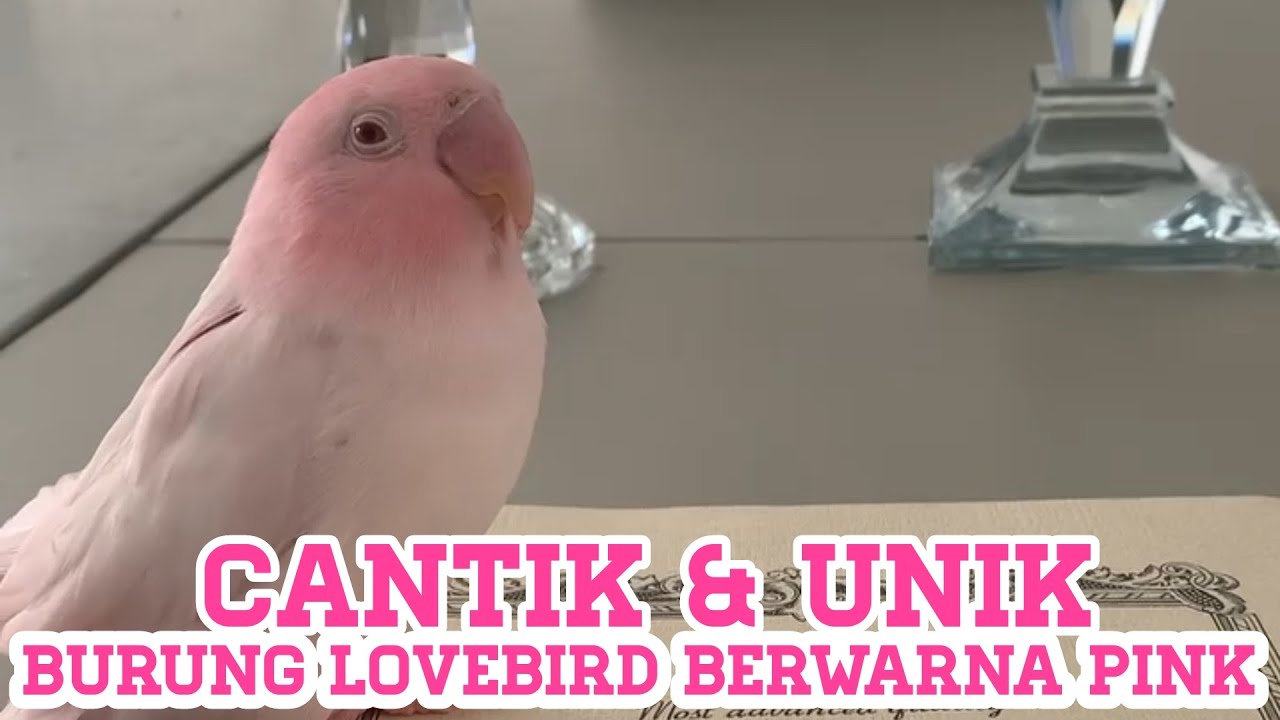 Si Paco burung lovebird warna pink yang unik. - YouTube
