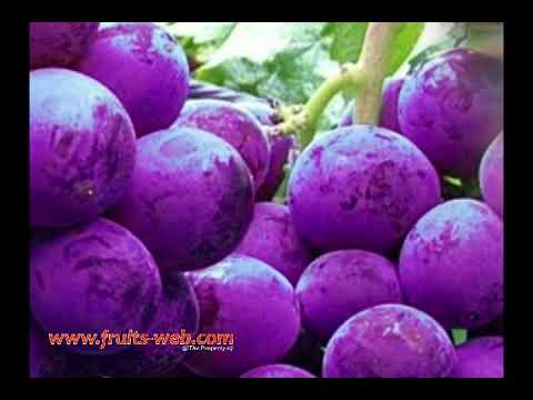 Are Seedless Grapes Genetically Modified - YouTube