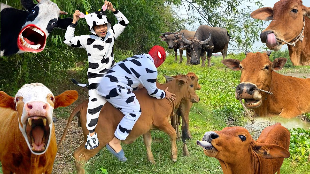 Cow, cow dance, cow song, funny cow dance #cow #cowdance #cowvideos ...