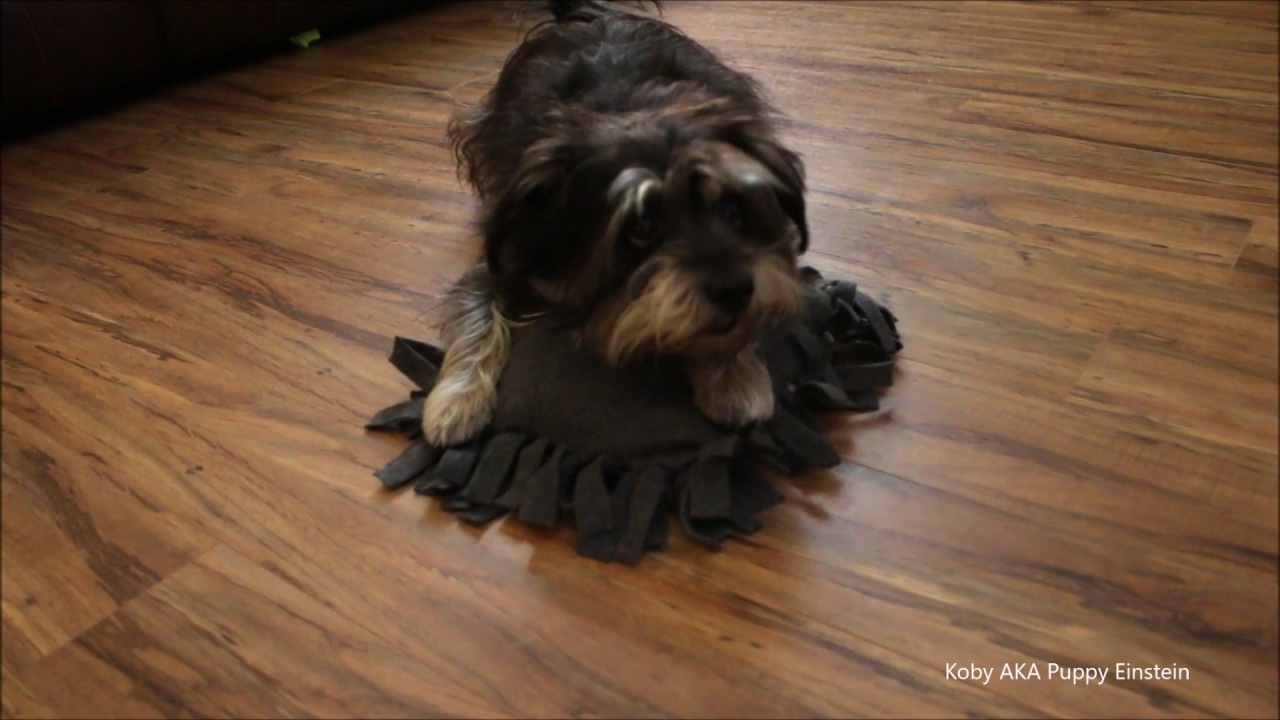 Cutest Dog Trick Ever - YouTube