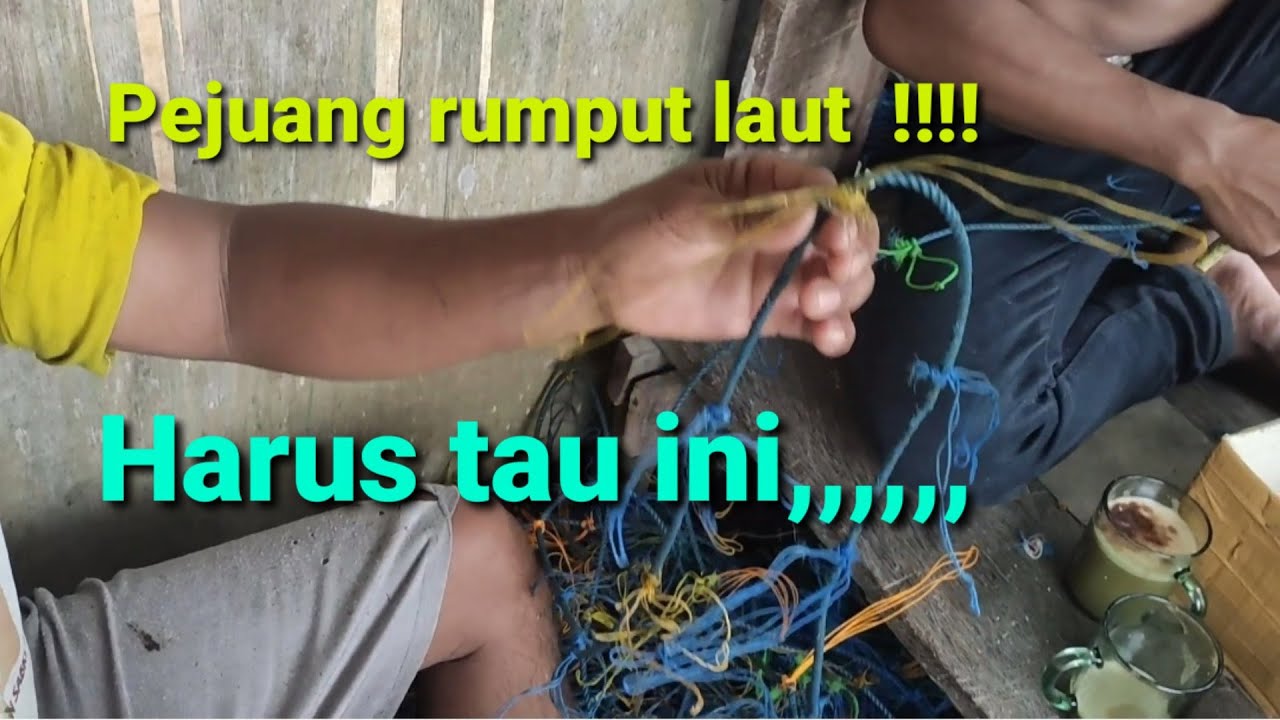 Cara merawat tali rumput laut - YouTube