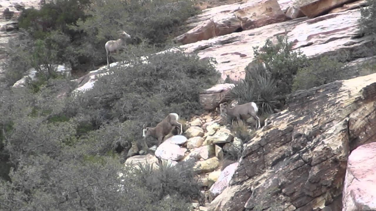 Big Horn Sheep Red rock - YouTube