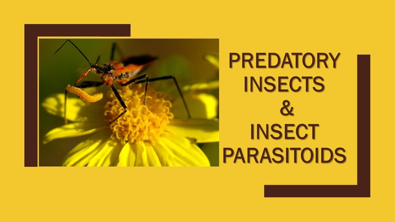 Predatory insects & Insect parasitoids - YouTube