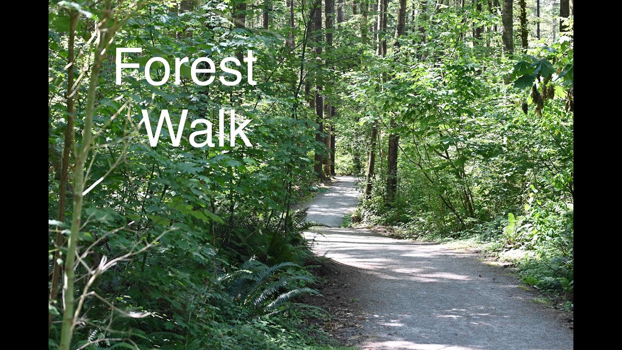 Nature's Healing Embrace: The Restorative Power of Forest Immersion 4K ...