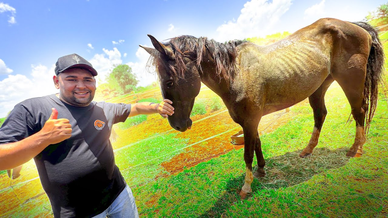VISITANDO OS CAVALOS DO RENATO GARCIA NO HARAS! - YouTube