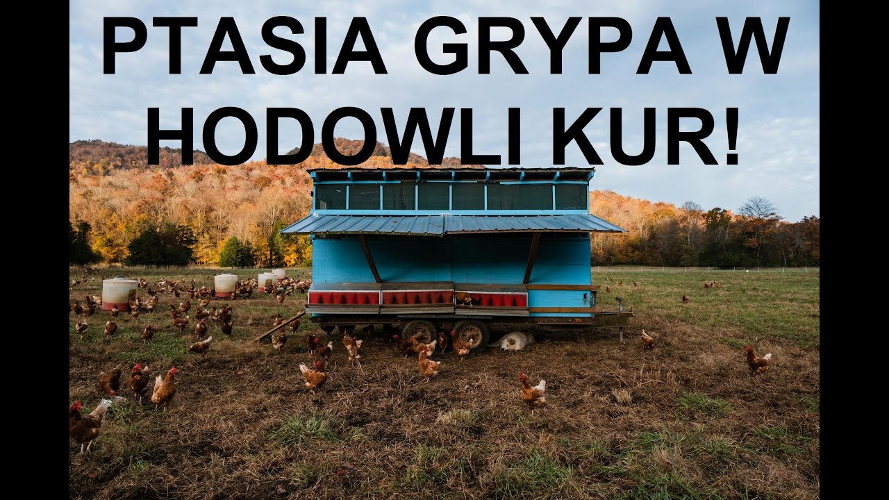 Odcinek 1558 WYZWANIA HODOWCÓW I PTASIA GRYPA! - YouTube