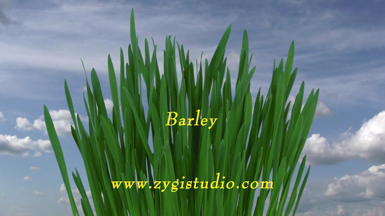 Time-lapse of Growing and Rotating Barley Sprouts - YouTube
