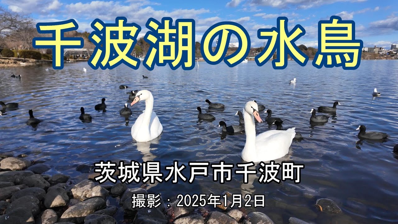 千波湖の水鳥 [4K] Waterfowl in Senba Lake - YouTube