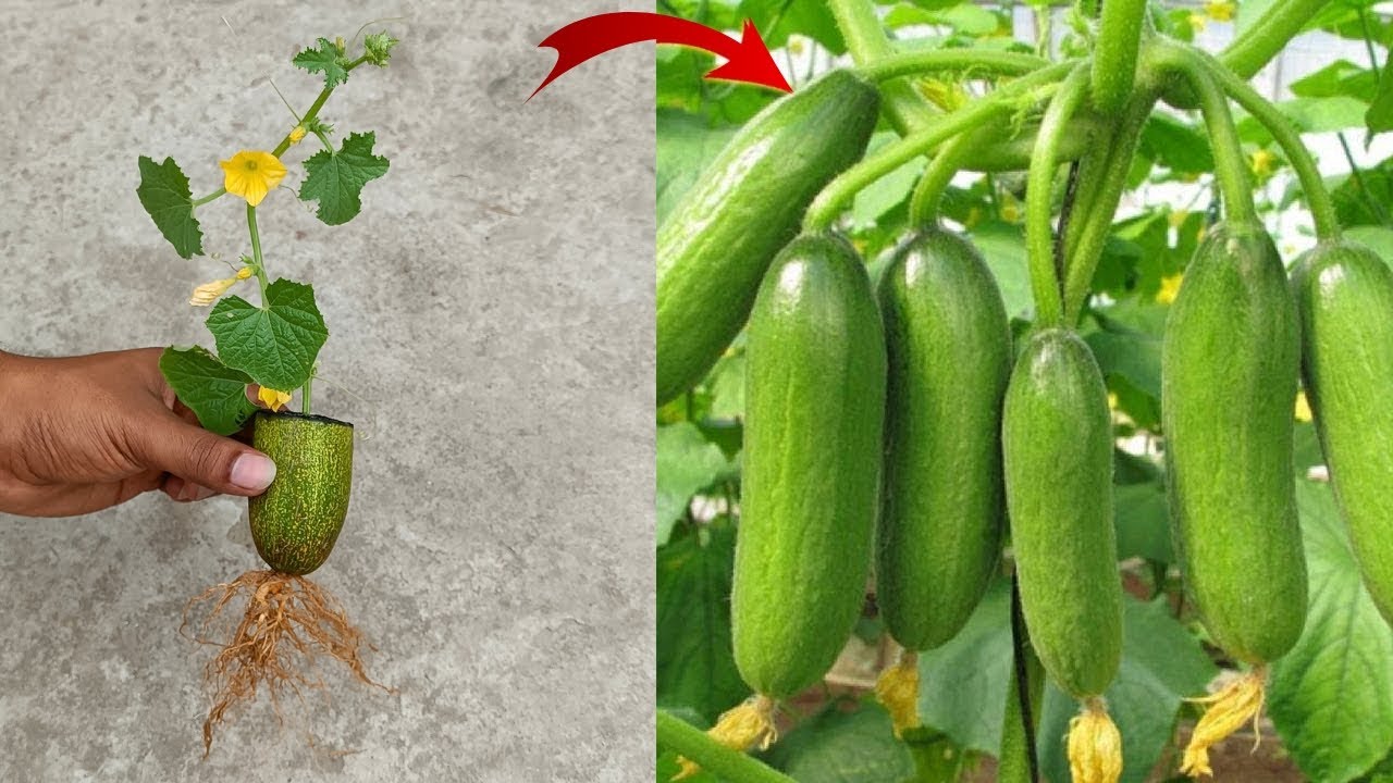 How to grow cucumbers by unique - YouTube