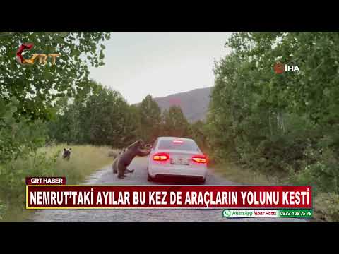 Nemrut’taki ayılar bu kez de araçların yolunu kesti