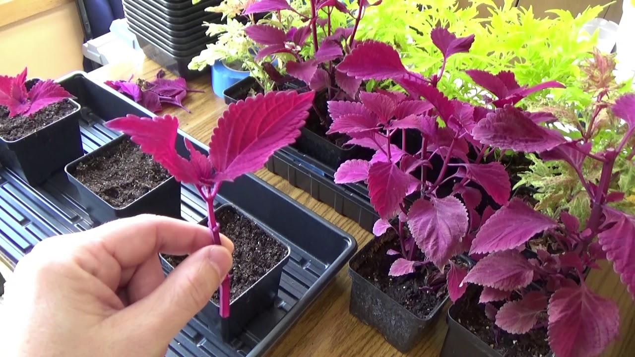 Taking Coleus cuttings & Update on Coleus cuttings taken in November ...