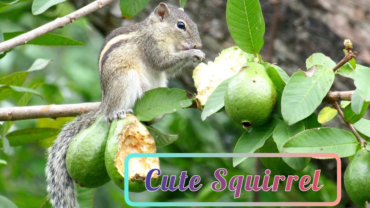 #vlog A cute Squirrel is eating guava fruit | Nature Videos| Cute ...