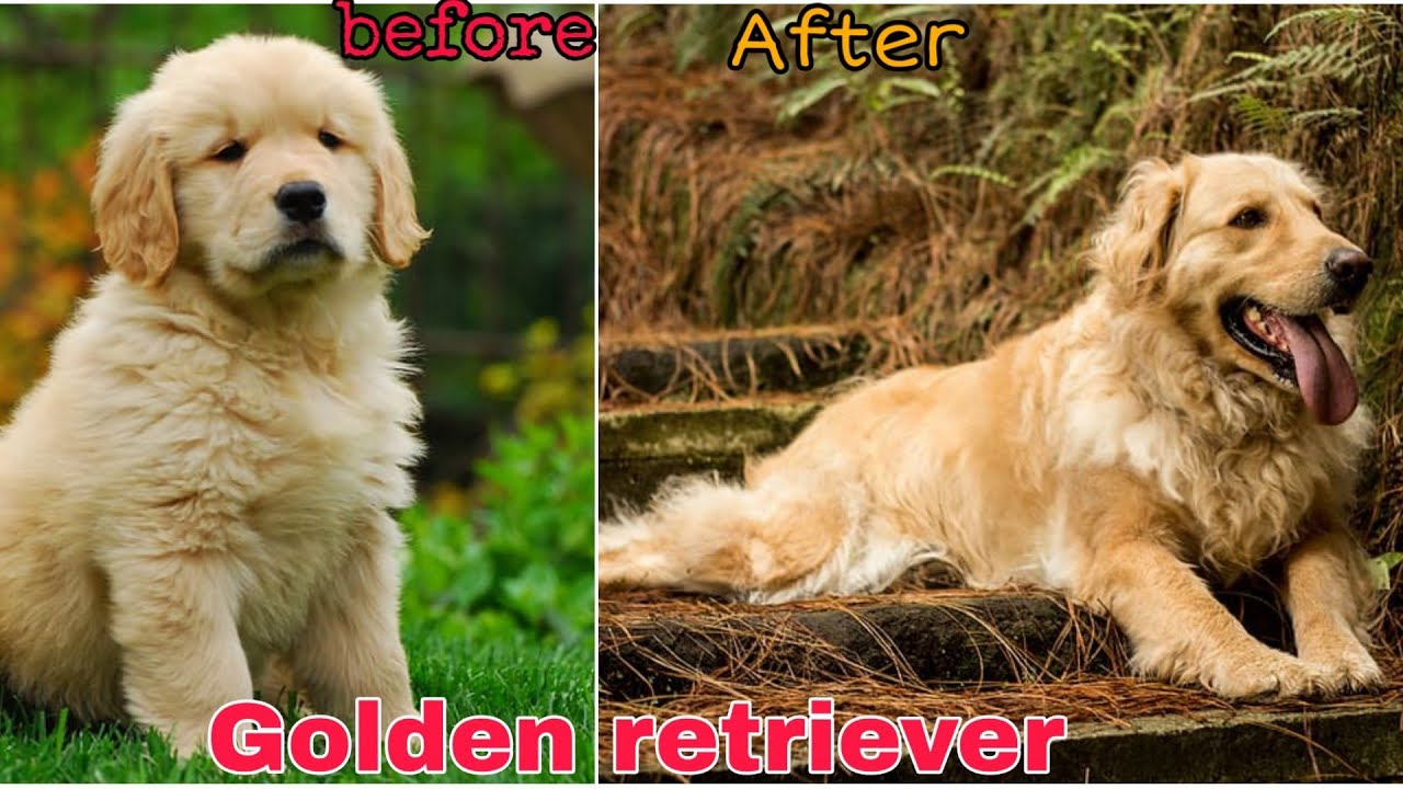 60+ Dog Breeds Before And After Growing Up Video - Puppy To Adult Dog ...