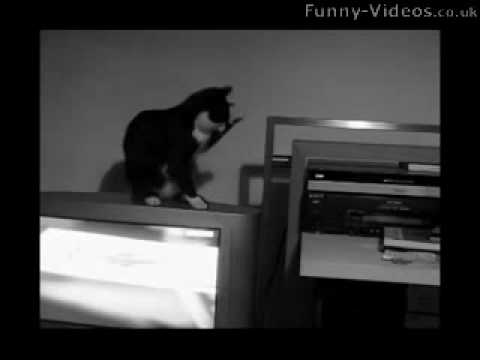 funny cat gets eletric shock - YouTube