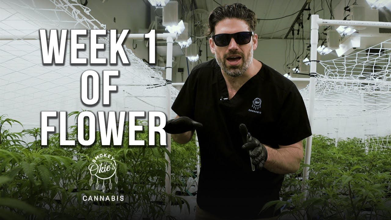 Week 1 of the Cannabis Flowering Period | Week-by-Week Guide with ...