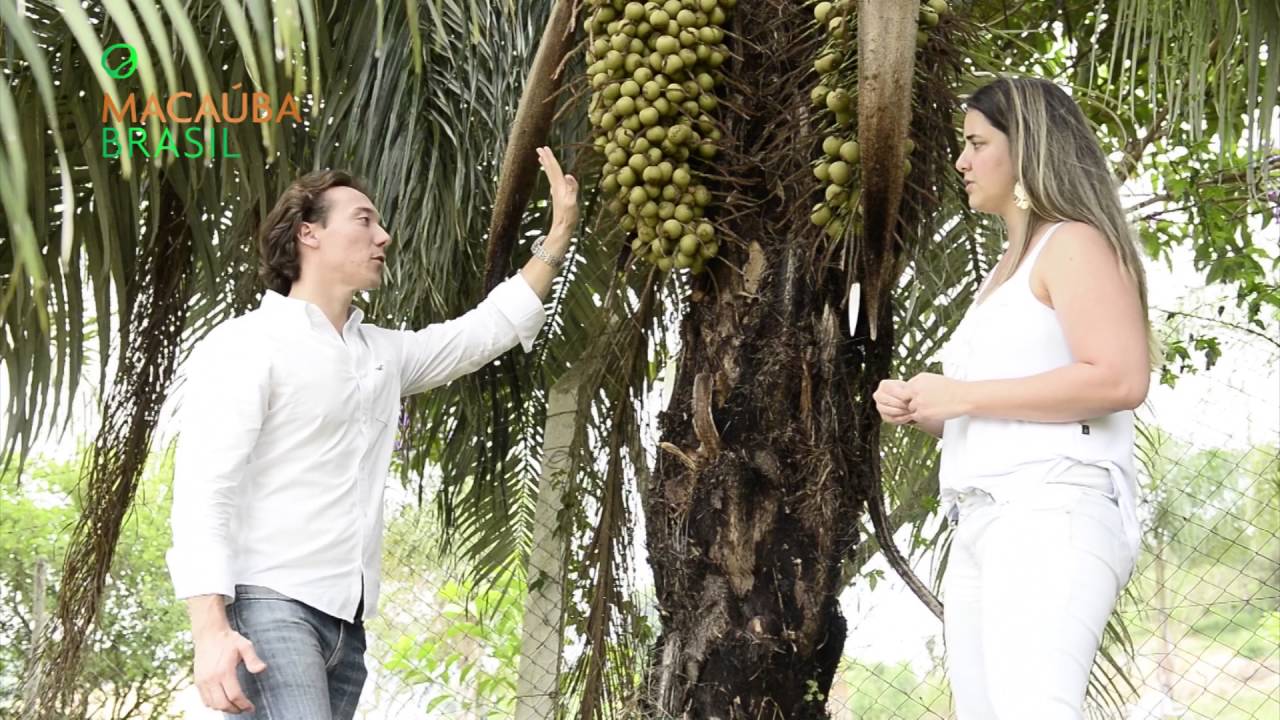 Macaúba Brasil: Abertura - YouTube