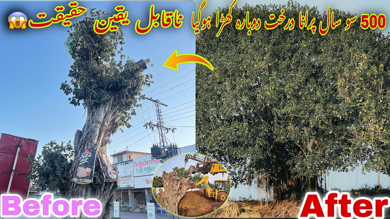 500 So Saal Purana Darakht Gir Kar Dobara Laga Diya Gaya😟Herat Angaiz ...