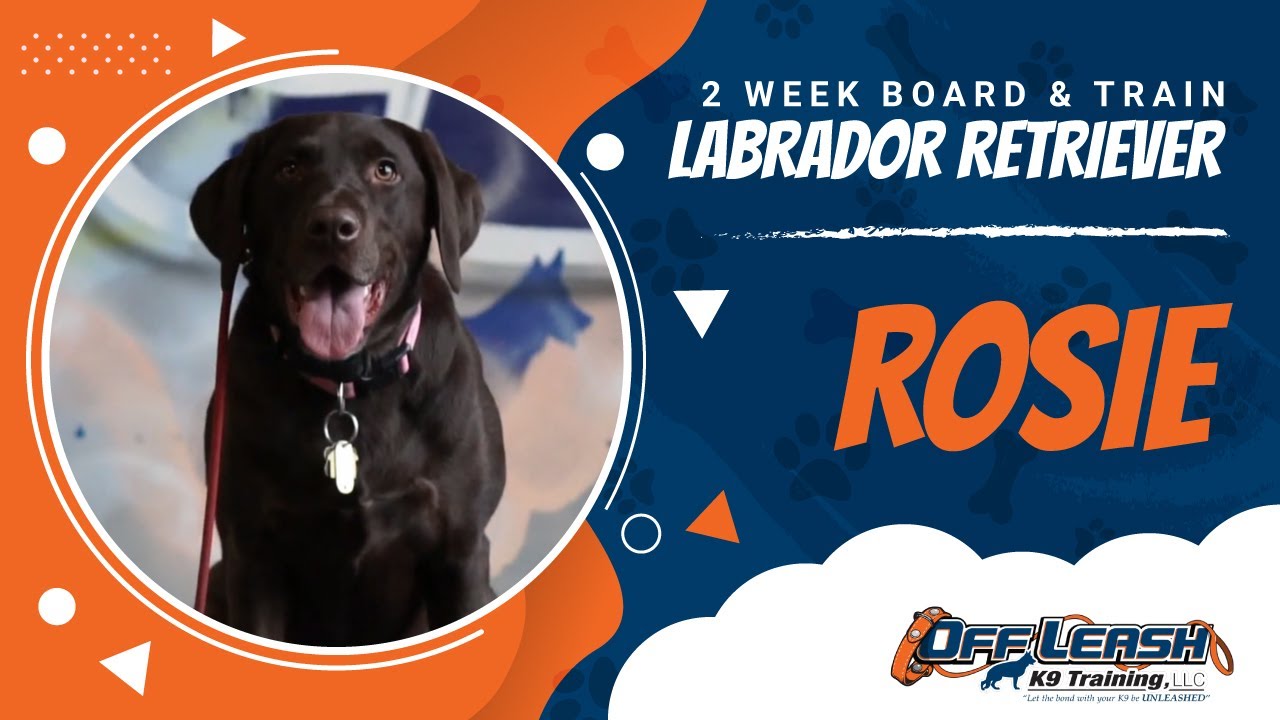 Labrador Retriever, Rosie | Best Lab Dog Training | Off Leash K9 ...