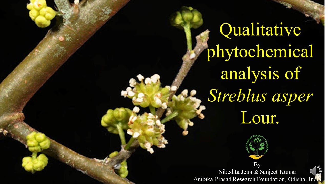 Streblus asper, a medicinal tree of Odisha, India. #odisha # ...