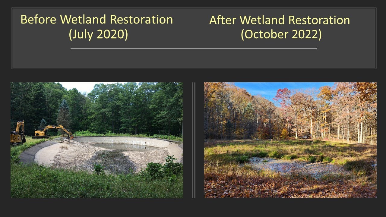 VP PART 3. Wetland Restoration Techniques - YouTube