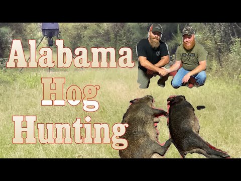 Killing Hogs in Alabama at Great Southern Outdoors | Night vision scope ...