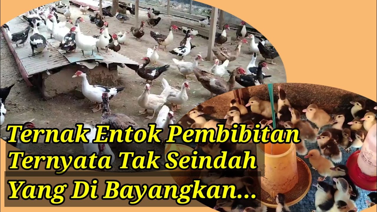 Kendala Dalam Beternak Entok Pembibitan Yang Perlu Di Ketahui - YouTube