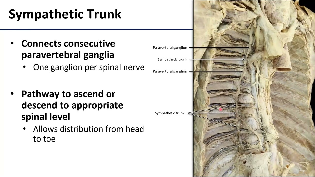 Sympathetic Chain Cadaver