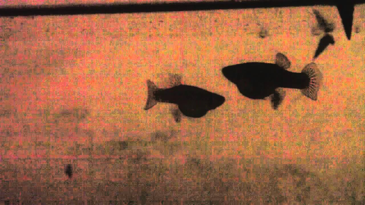 Female Gambusia Displaying - YouTube