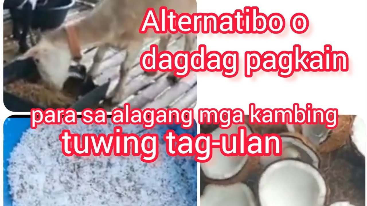 Alternative feeds for our goats during rainy days using coconut meat ...