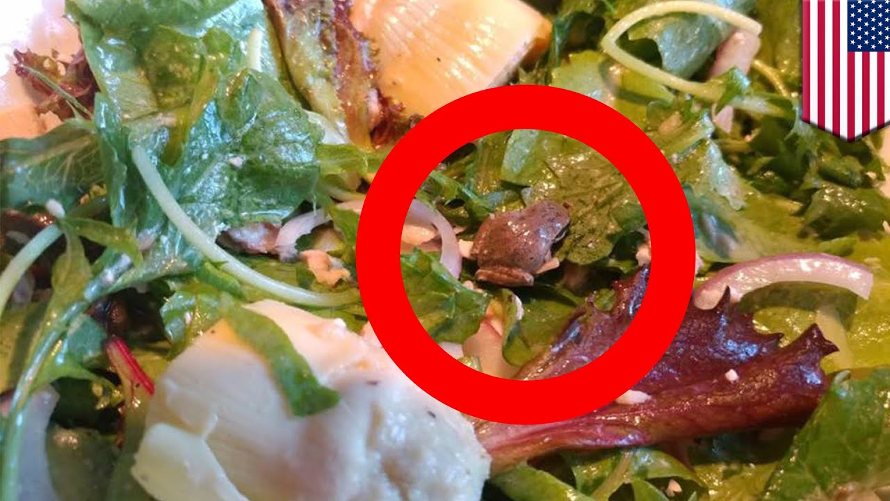 Weird stuff found in food: Vegetarian finds tiny frog in salad, adopts ...