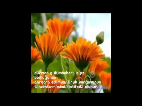 Bitkiler Hakkinda Melumat 7 Ci Sinifler Biologiya Hazirliq Isi