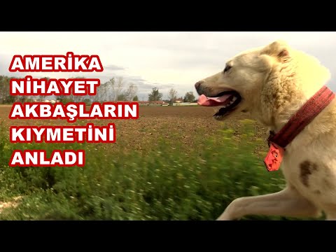 AMERİKA AKBAŞLARI NEDEN ÇOK SEVDİ?
