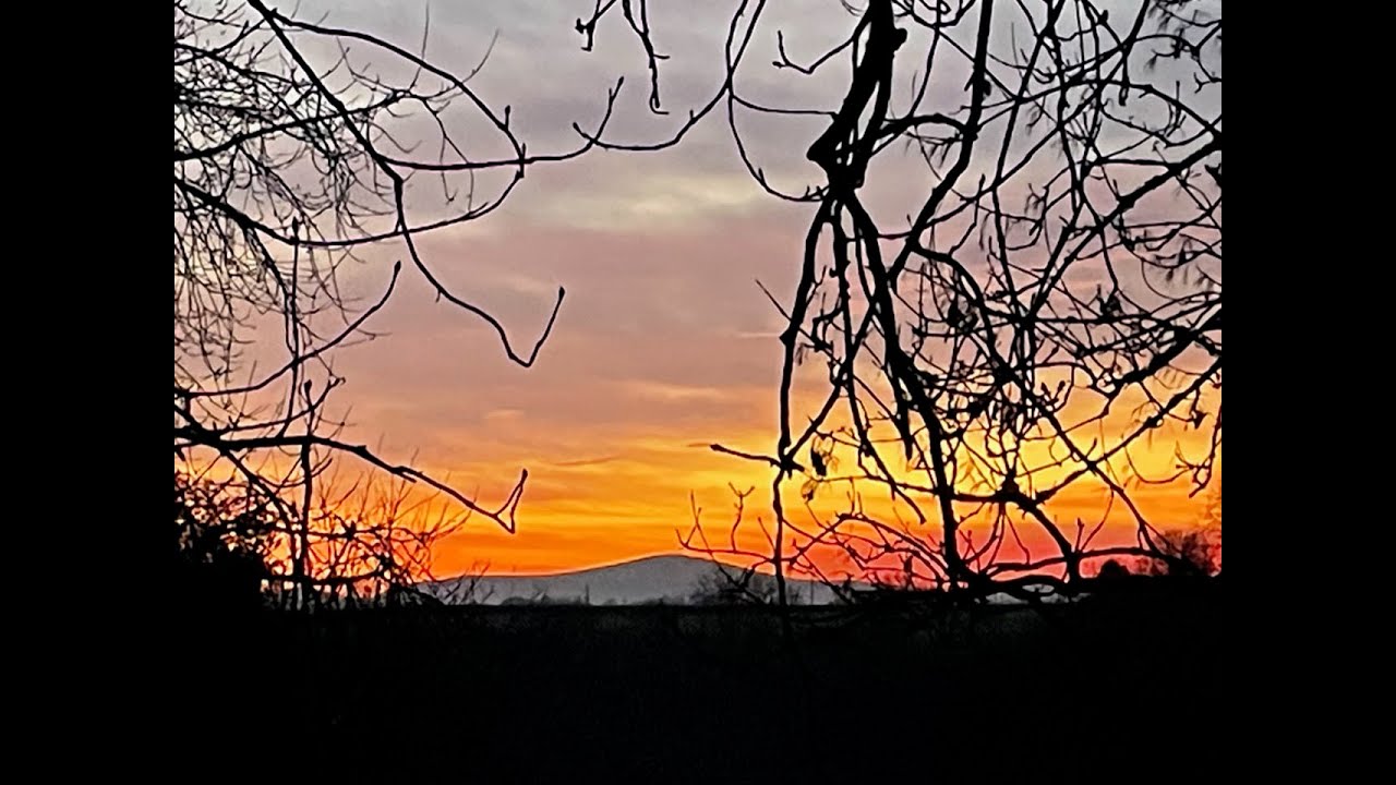 Bird song & ewes stampede out to pasture morning and evening - YouTube