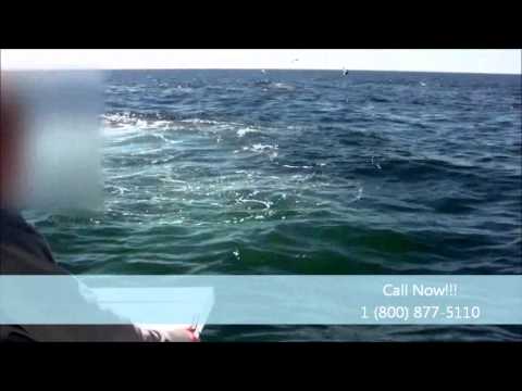 Best Whale Watch on the Seven Seas in Gloucester Massachusetts