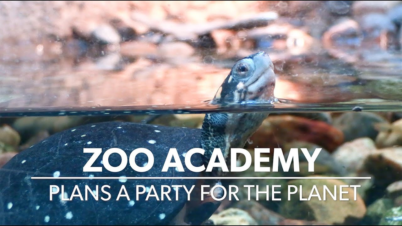 Zoo Academy Plans a Party for the Planet - YouTube