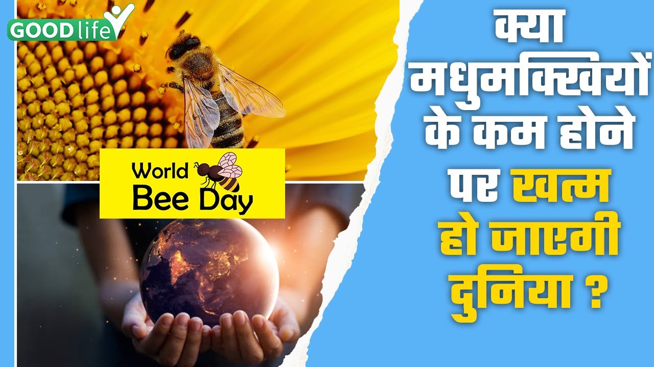 World Bee Day 2023 : Bee Day Kyu Manate Hai |Honey Bee Importance To ...