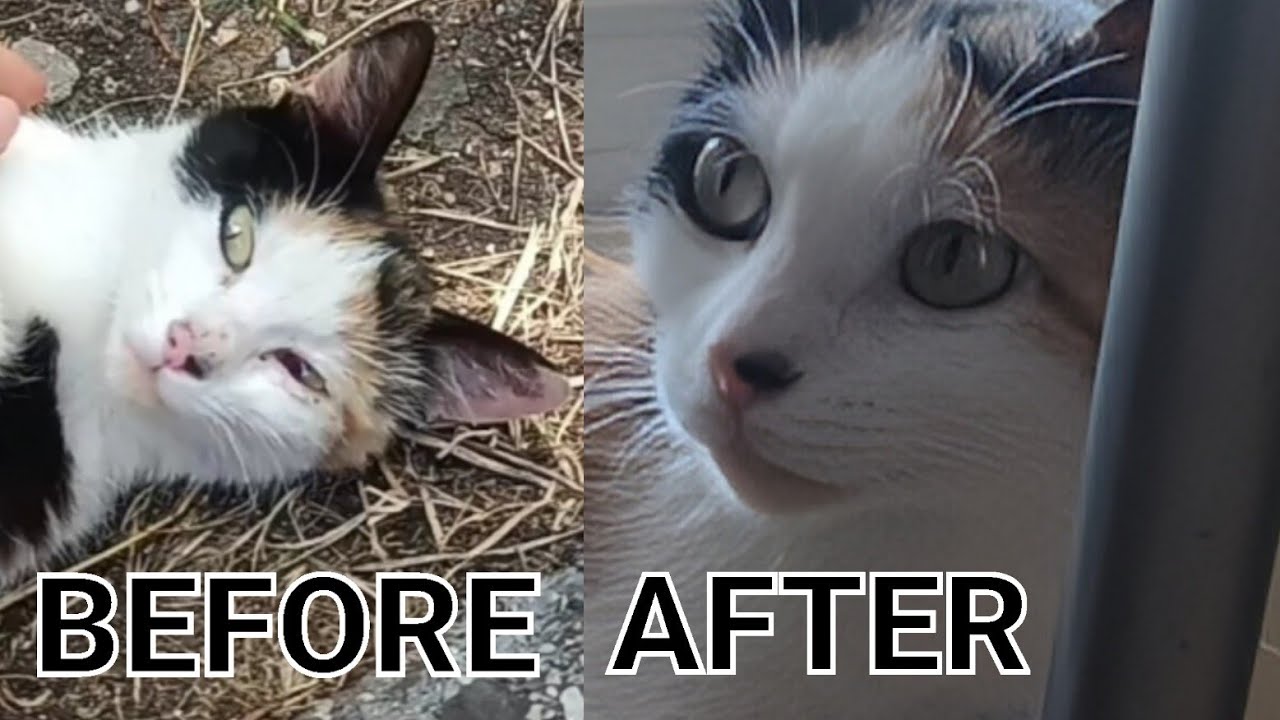 🐱🆘️💖 Emotional Kitten Rescue Mission-Saving an Abandoned Homeless ...