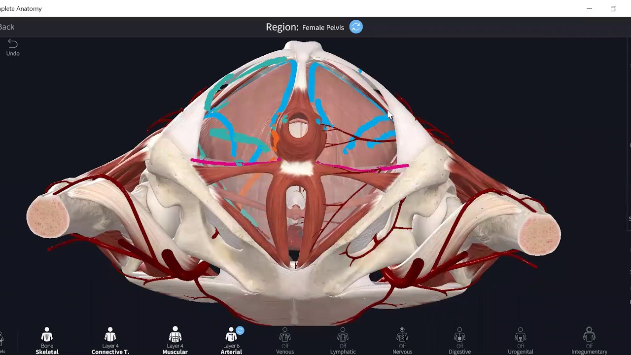 Ischiorectal fossa - YouTube