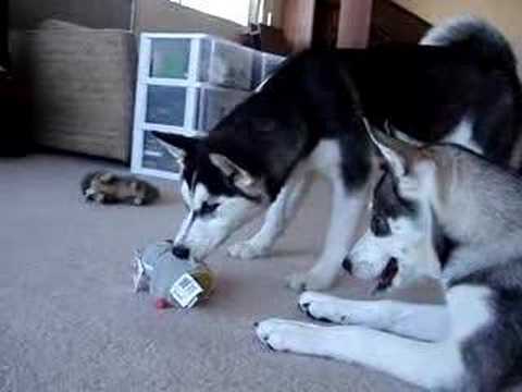 Siberian pups playn with singin mouse