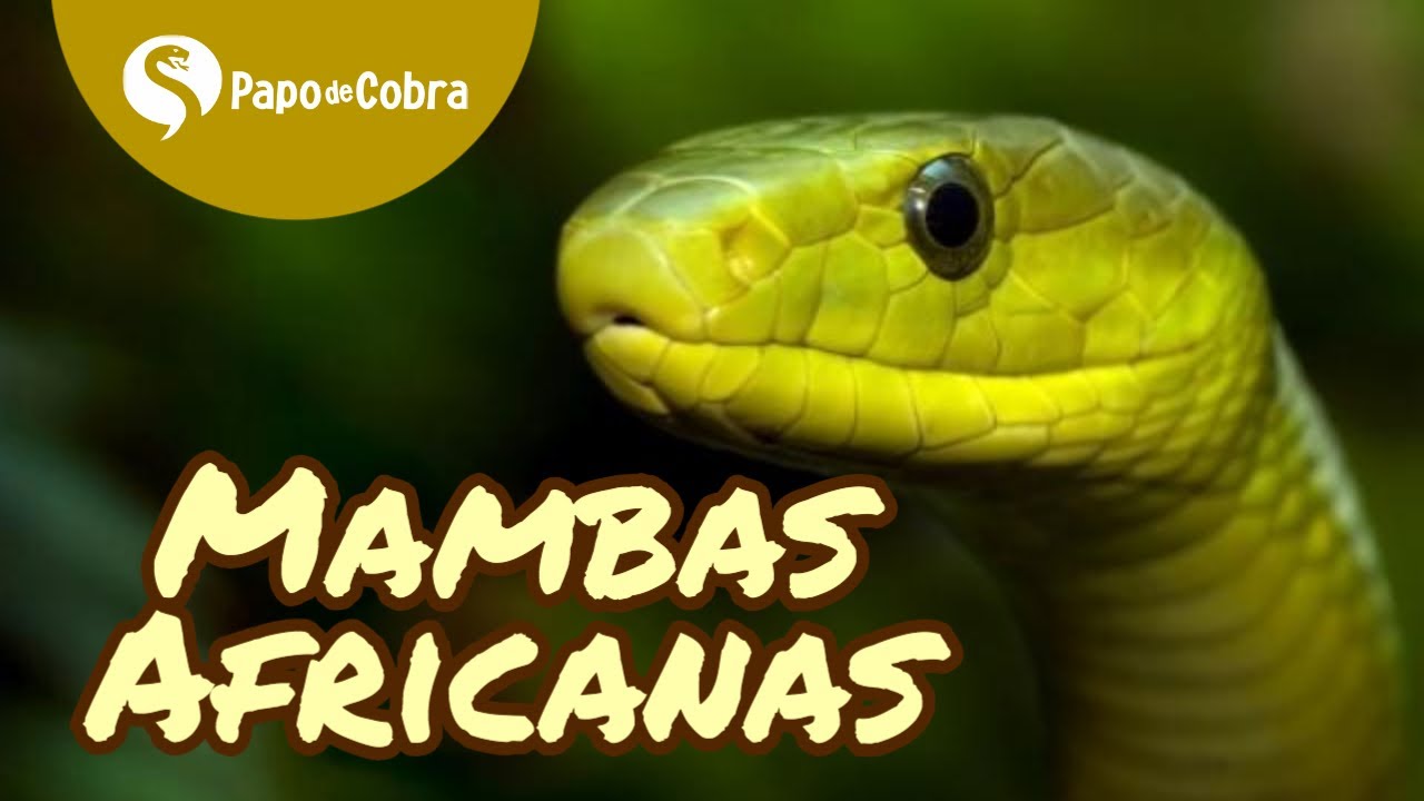 Mambas - Dendroaspis | Cobras do Mundo #1 | Papo de Cobra - YouTube