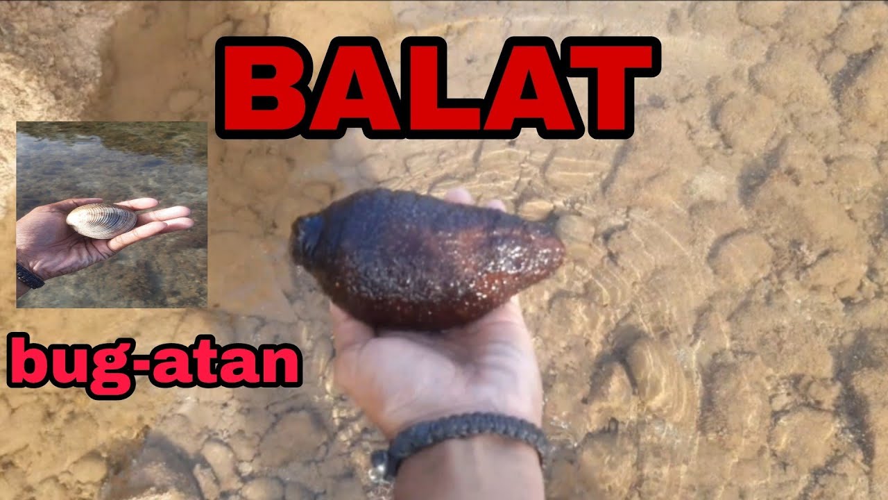 balat(sea cucumber) at bug-atan@NHETOY TV - YouTube