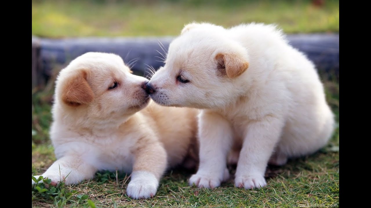 Cute Lovable Puppies and Dogs Playing best moments | Video by #ACL ...