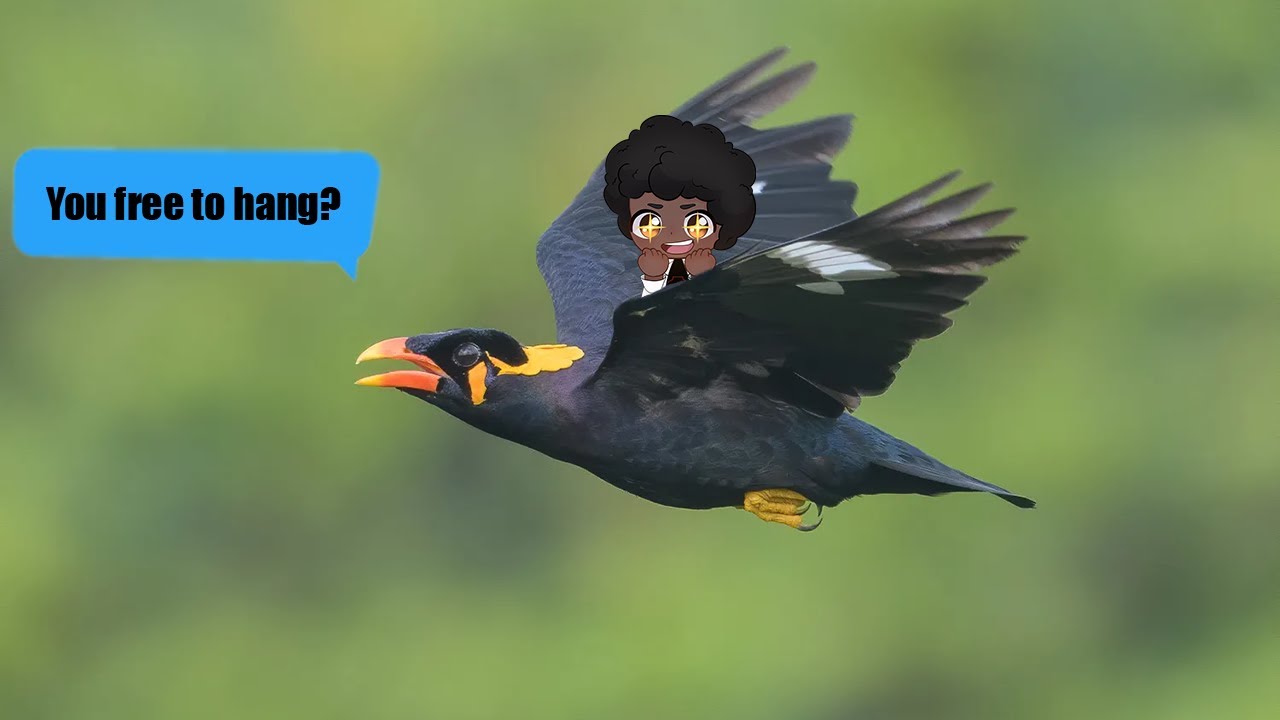 Did you get my text Bird? - SCP 2232 - YouTube