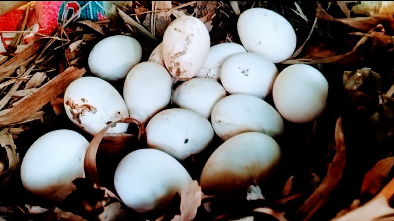 labing Lima na Ang( itlog) Ng aking blues na inahin at anim Naman sa ...