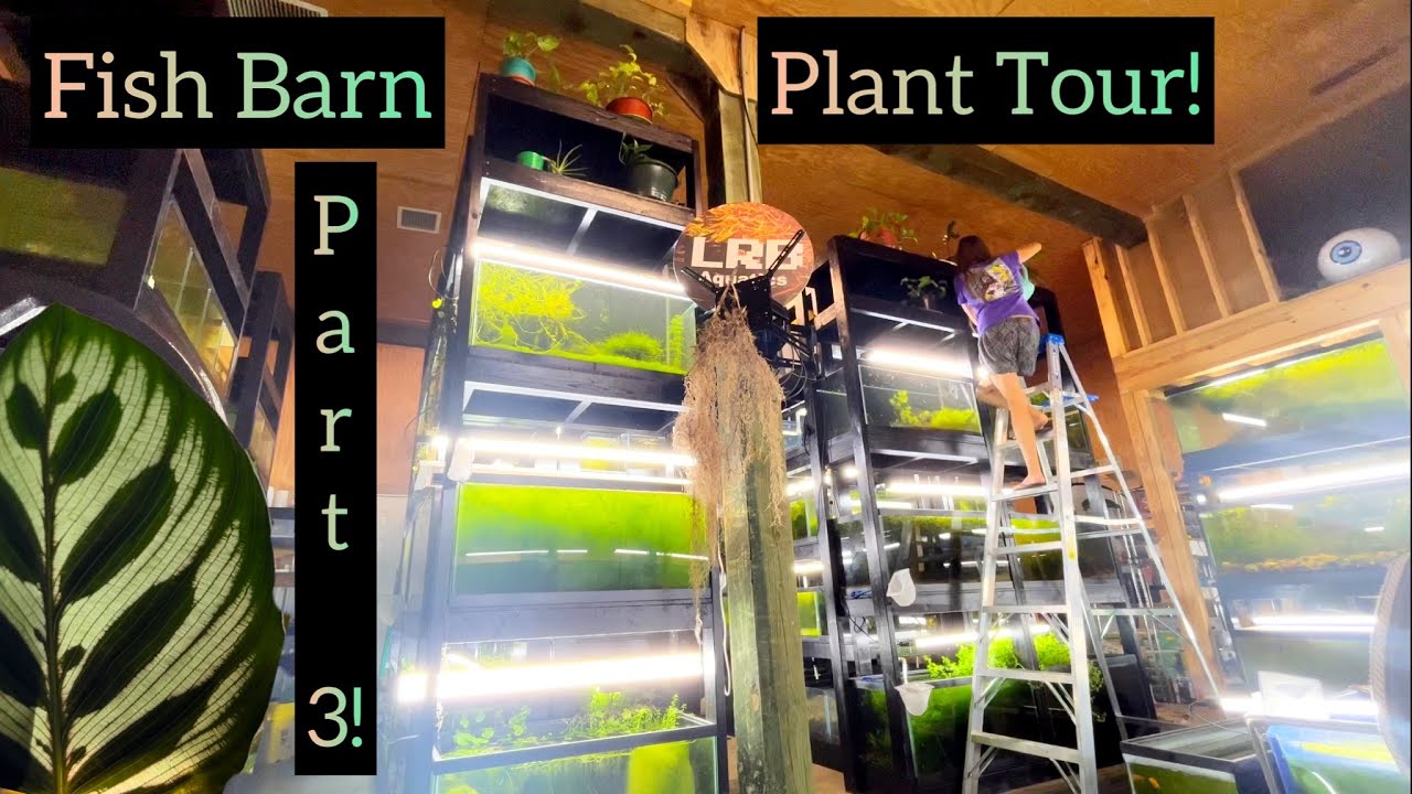 All My Houseplants Tour Part 3! LRB’s Fish Barn Plant Shelves - YouTube