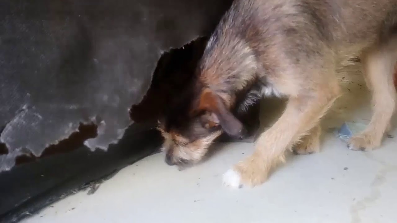 Jack Russell and Border Terrier rat hunting in an old sofa - YouTube