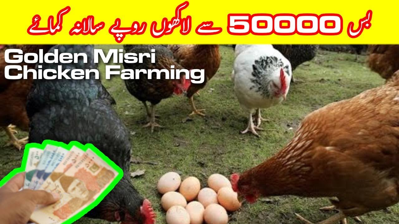 Golden Misri Chicken Farming | BusinessIdeasKYR - YouTube