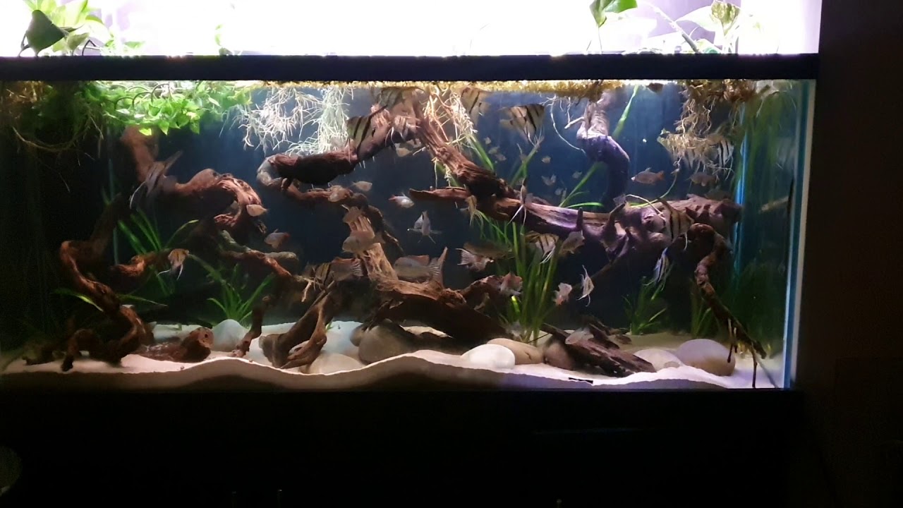 Geophagus Tapajos and Peruvian Altum angels, Manacapuru Angel fish ...